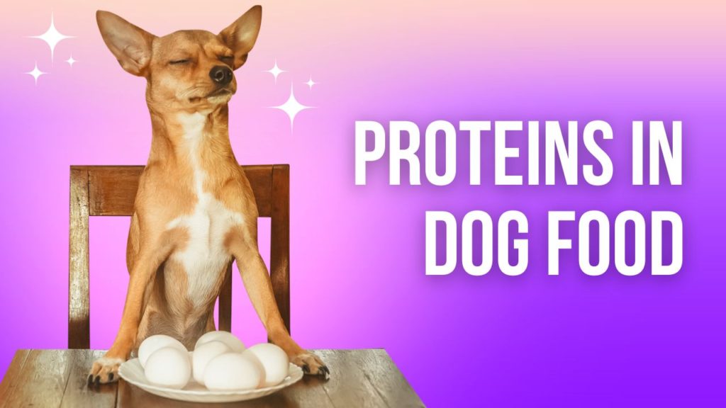 Power of Animal-Based Proteins in Dog Food - Land of Animal