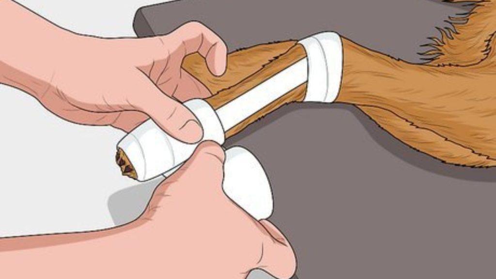 Steps for How to Treat a Broken Dog Nail & Regular Nail Maintenance in 2023 - Land of Animal