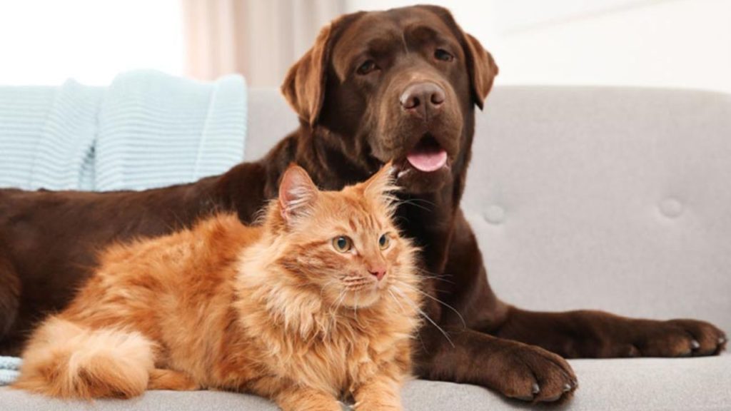 10 Most Cat-Friendly Dog Breeds in USA - Land of Animal