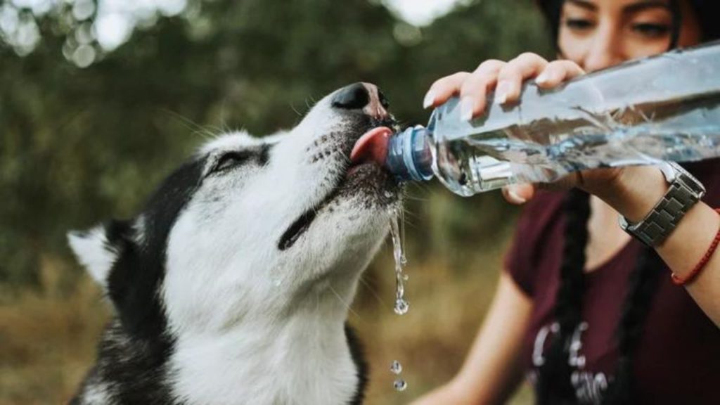 7 Reasons Behind Why is My Dog Drinking a Lot of Water - Land of Animal
